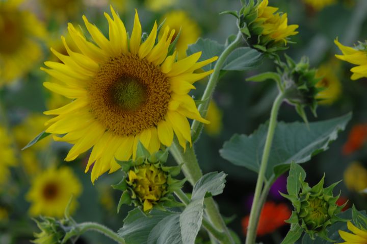 sunflower - Elizabeth Anne DiRosa - Photography, Flowers, Plants ...