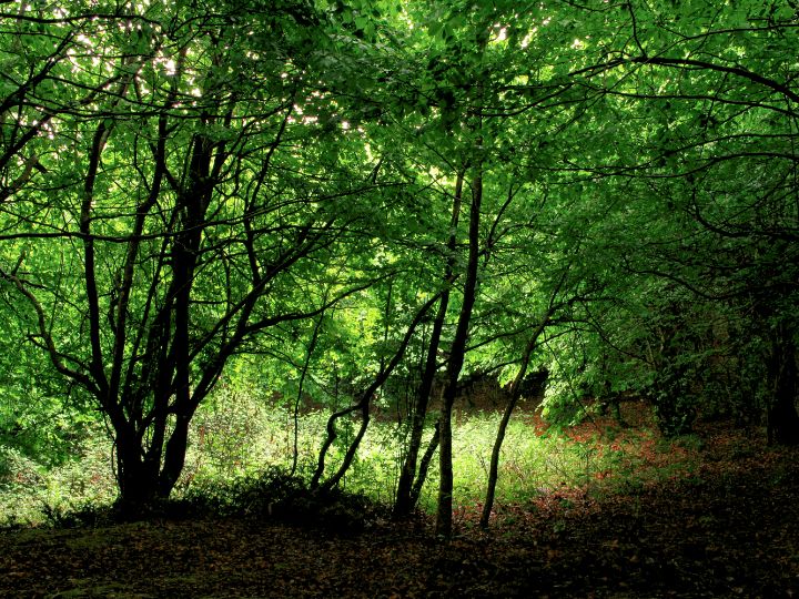 Forest, light, shadow - Kyan Gallery - Photography, Landscapes & Nature ...