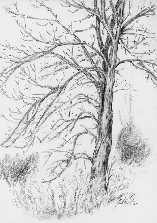 Tree in November - Olive Artistry & Works - Drawings & Illustration ...