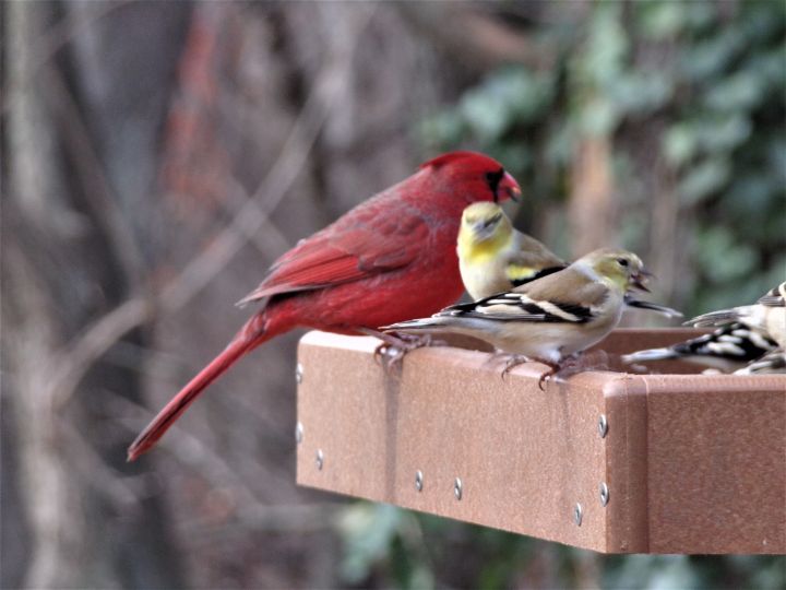 Red Cardinal with Gold Finches - Kendras Creations - Photography ...