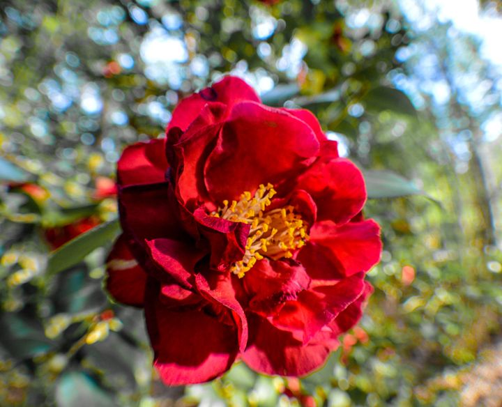 Red Flower - Miranda Strap - Photography, Flowers, Plants, & Trees ...