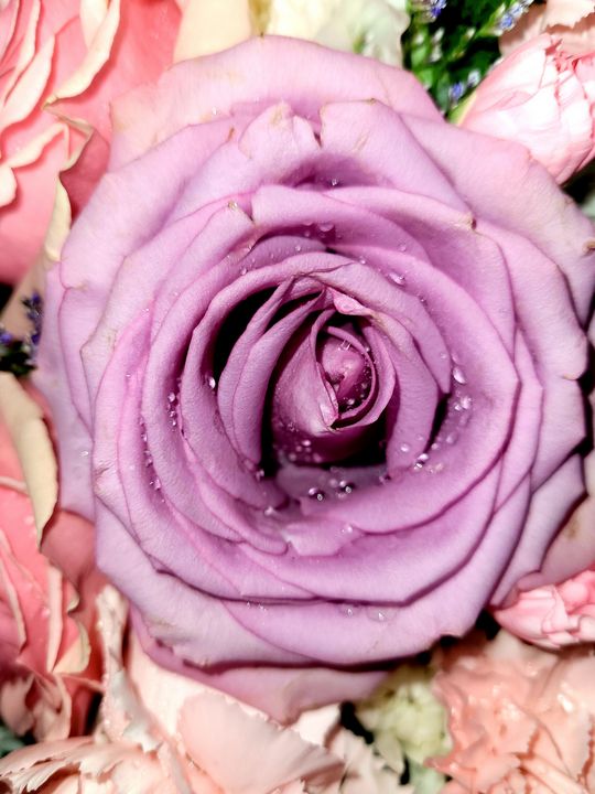 Lavender rose - Lavender's Gallery - Photography, Flowers, Plants ...