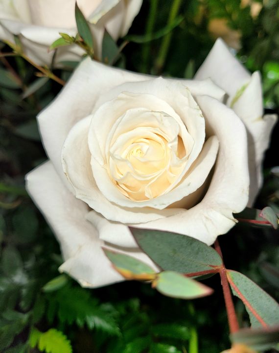 White rose - Lavender's Gallery - Photography, Flowers, Plants, & Trees ...