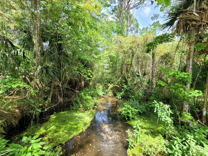 Florida stream - Lavender's Gallery - Photography, Landscapes & Nature ...