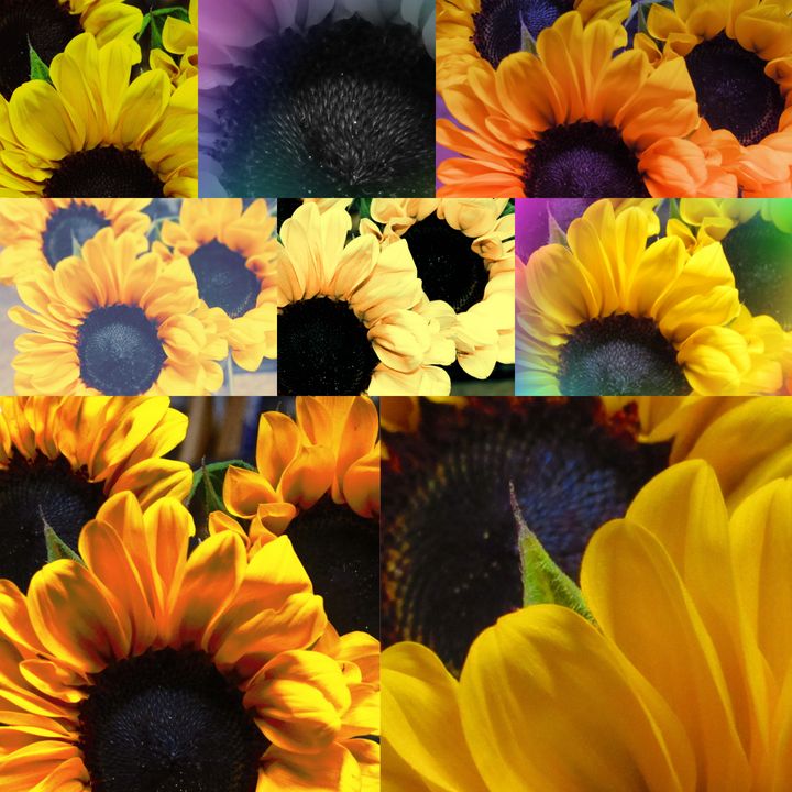 Sunflower collage - Lavender's Gallery - Photography, Flowers, Plants ...