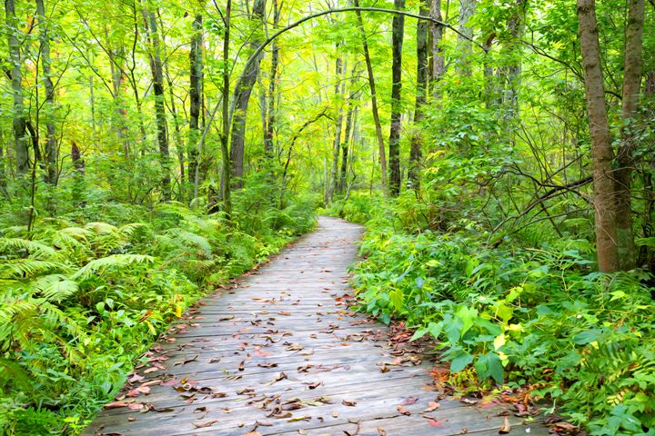 Forest Path - Old Farmhouse Creations - Photography, Landscapes ...