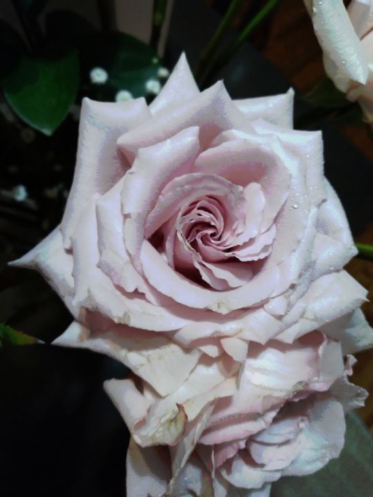 rosa - Olivia Martin - Photography, Flowers, Plants, & Trees, Flowers ...
