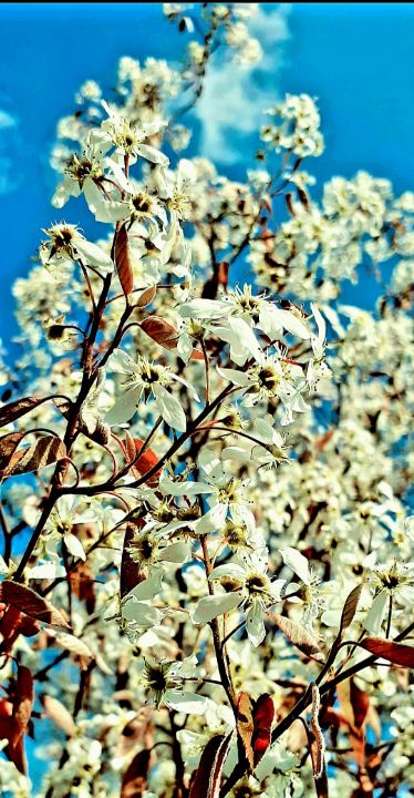 Spring trees - Michelle's creations82 - Photography, Landscapes ...