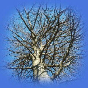 Aura tree - Rainbow Rhythm Keeper's photography plus! - Photography ...