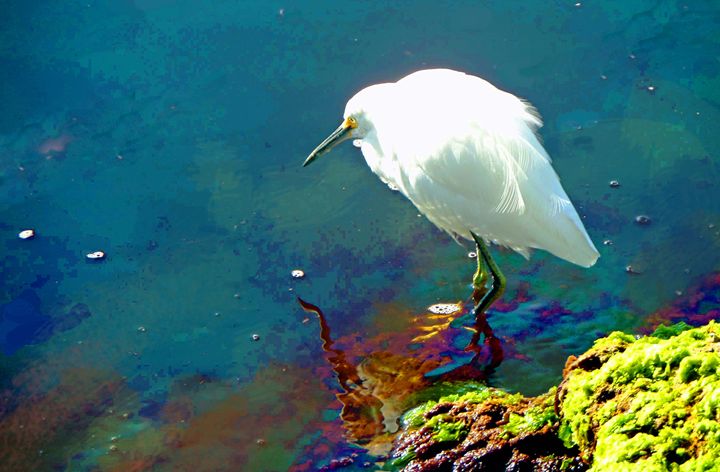 Aqua Bird - Pepsiart - Photography, Animals, Birds, & Fish, Other ...