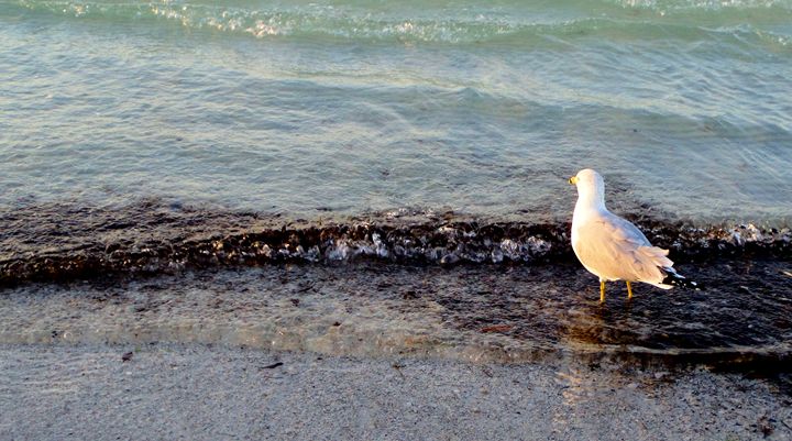 BIRD 45 - Pepsiart - Photography, Animals, Birds, & Fish, Birds, Other ...