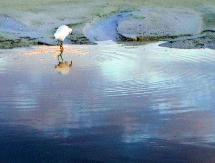 Bird9 - Pepsiart - Photography, Animals, Birds, & Fish, Birds, Other Birds - ArtPal