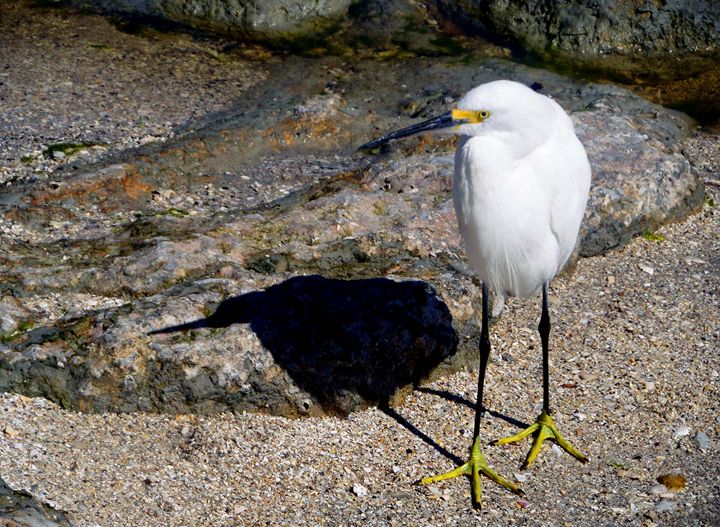 Bird Stance 1 - Pepsiart - Photography, Animals, Birds, & Fish, Birds ...