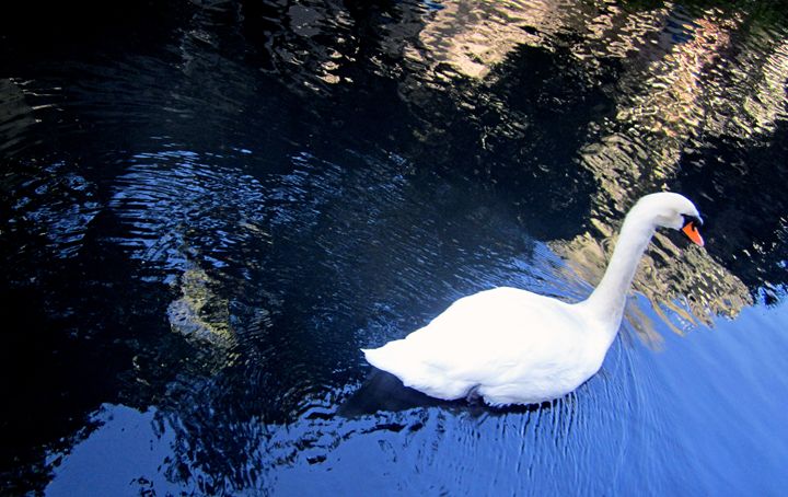 Swan Shadows - Pepsiart - Photography, Animals, Birds, & Fish, Birds ...