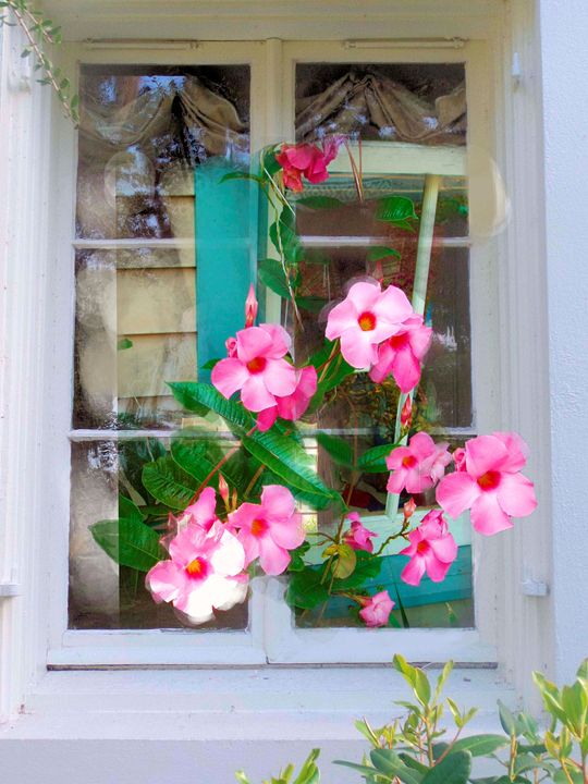 Flower Window 22 - Pepsiart - Photography, Landscapes & Nature, Other ...