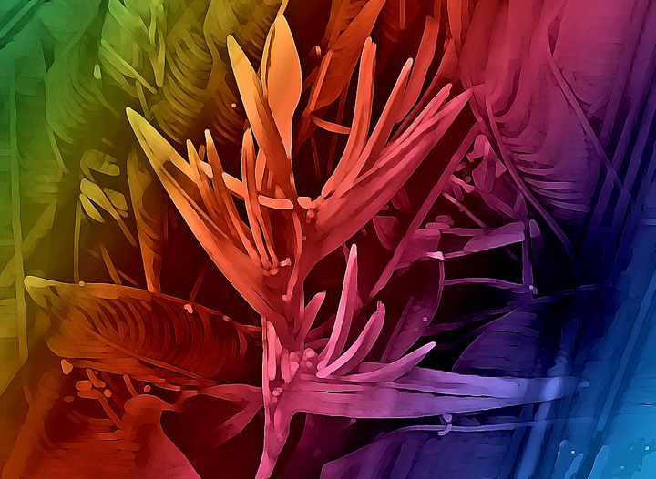 BOP RAINBOW - Pepsiart - Photography, Flowers, Plants, & Trees, Flowers ...