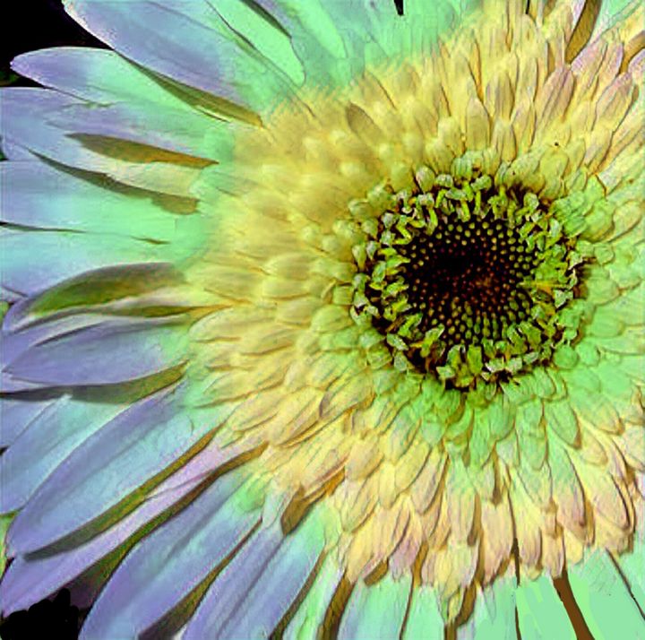 CHRYS - Pepsiart - Photography, Flowers, Plants, & Trees, Flowers ...