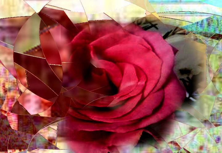 rose strings - Pepsiart - Photography, Flowers, Plants, & Trees ...