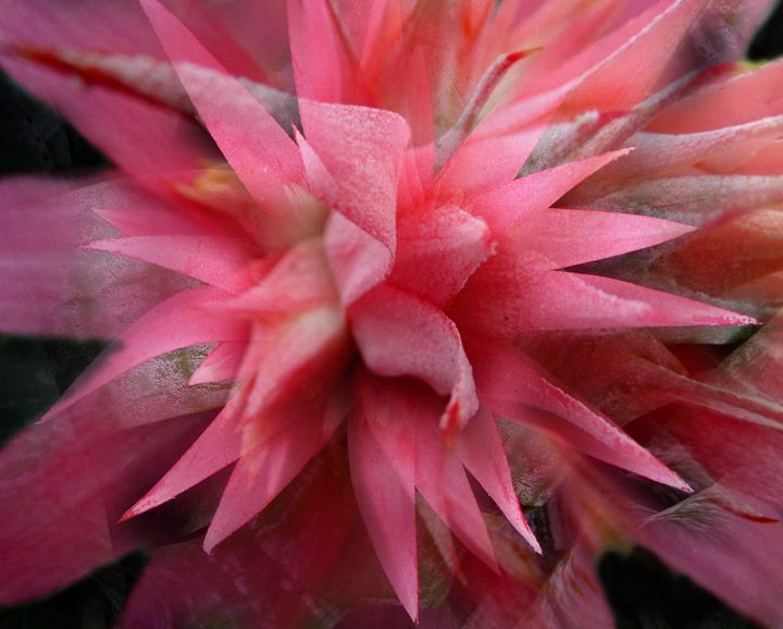 Flower24 - Pepsiart - Photography, Flowers, Plants, & Trees, Flowers ...