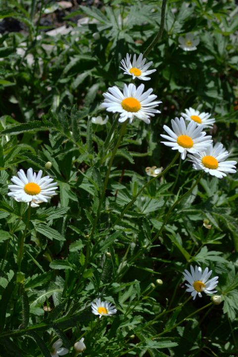 Flowers, daisies - Gilbert Complaisance Fine Art Photography ...