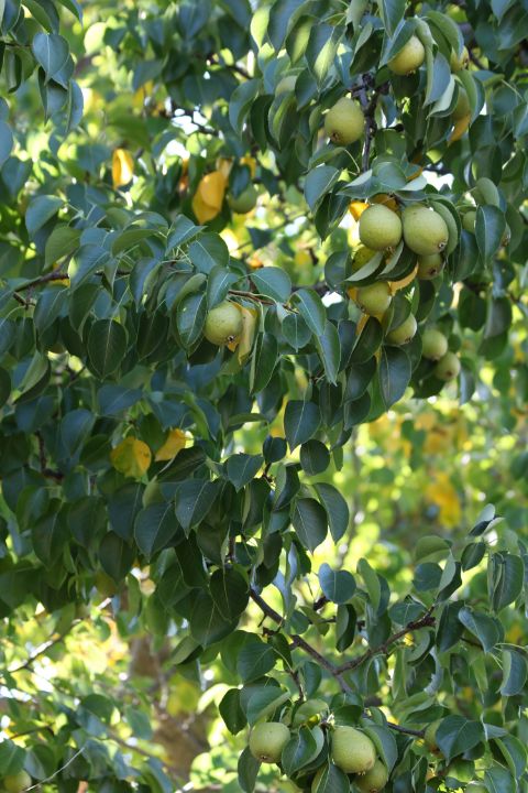 Poirier/Pears - Gilbert Complaisance Fine Art Photography - Photography ...