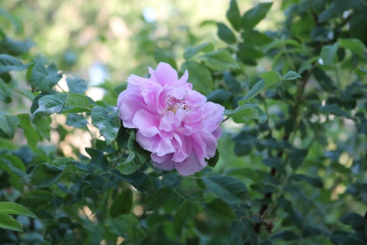 Wild roses - Gilbert Complaisance Fine Art Photography - Photography ...