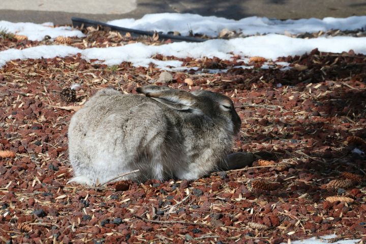 Sleeping jackrabbit - Gilbert Complaisance Fine Art Photography ...