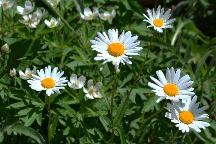 White daisies flowers - Gilbert Complaisance Fine Art Photography ...