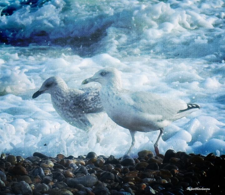 Aqua Birds - RobertNicolaescu - Photography, Animals, Birds, & Fish ...