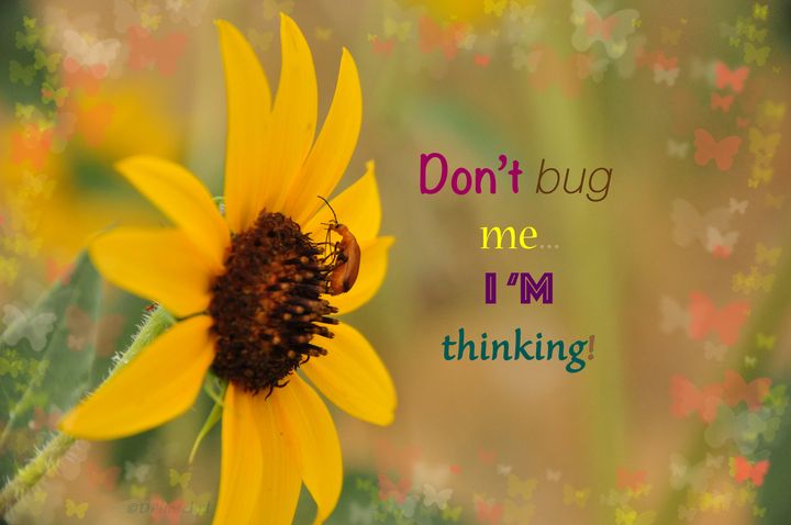 Do Not Bug Me - Fine Art by Debby - Photography, Flowers, Plants ...
