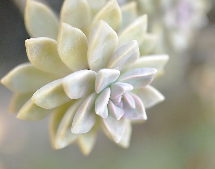 Succulent - Fine Art by Debby - Photography, Flowers, Plants, & Trees ...