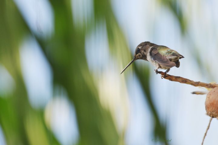 Watchdog Size Comparison - Fine Art by Debby - Photography, Animals ...