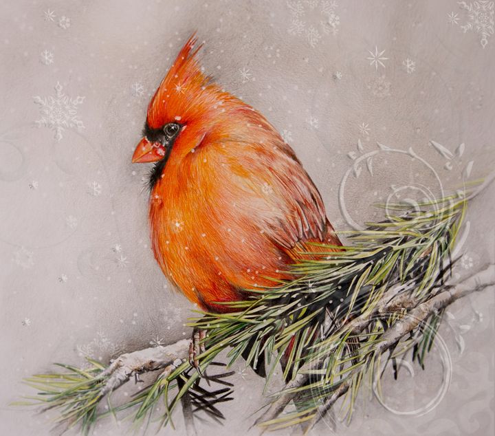 Cardinal in Winter - Happy Bird Studio - Drawings & Illustration ...