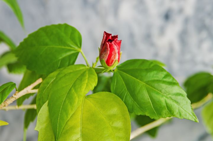 Indoor tree-like plant Hibiscus - screenya - Photography, Flowers ...