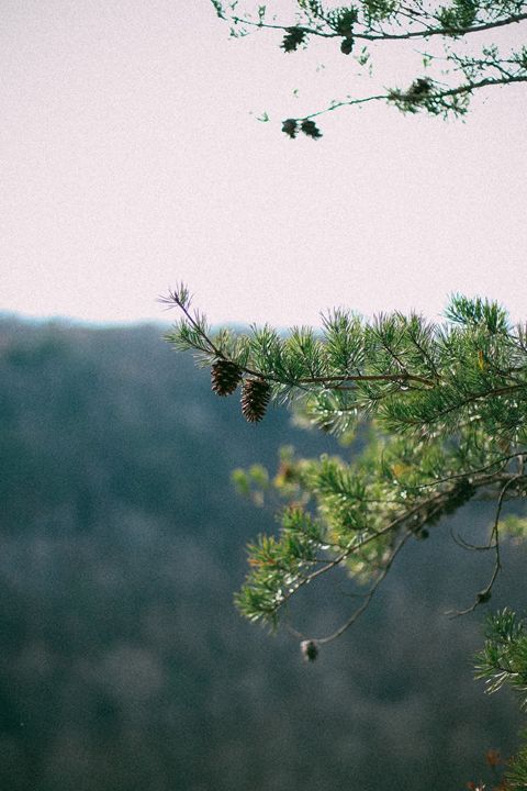 Pine Cones - Torrin Nelson Photography - Photography, Landscapes ...
