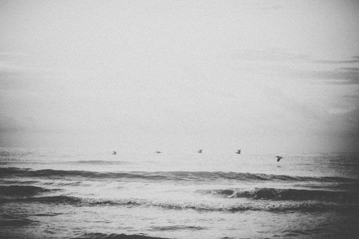 Just a Flock of Birds - Torrin Nelson Photography - Photography ...
