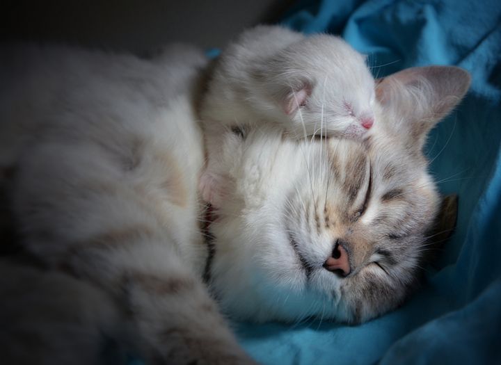 Cat Nap - D. van Doorn - Photography, Animals, Birds, & Fish, Cats ...