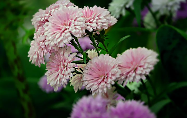 Flower 15 - D. van Doorn - Photography, Flowers, Plants, & Trees ...