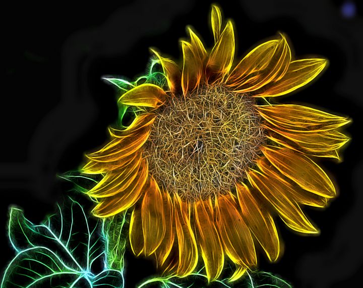 Sunflower Glow - D. van Doorn - Photography, Flowers, Plants, & Trees ...