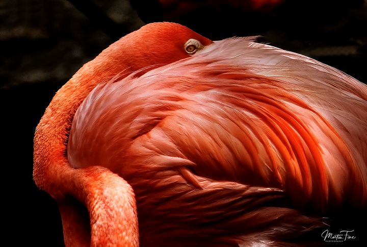 Flamingo Detail - Martin Fine Photography - Paintings & Prints, Animals ...