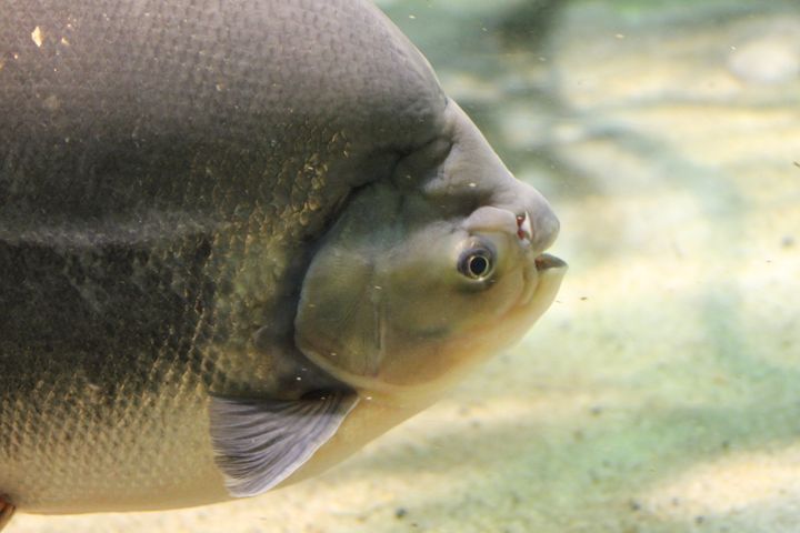 Fishy Fishy - Lexy's Photography - Photography, Animals, Birds, & Fish ...