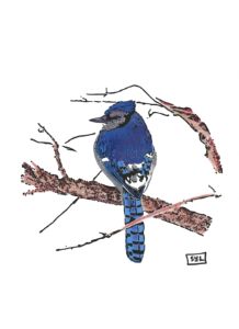 Blue Jay - PxlSyl - Drawings & Illustration, Animals, Birds, & Fish ...
