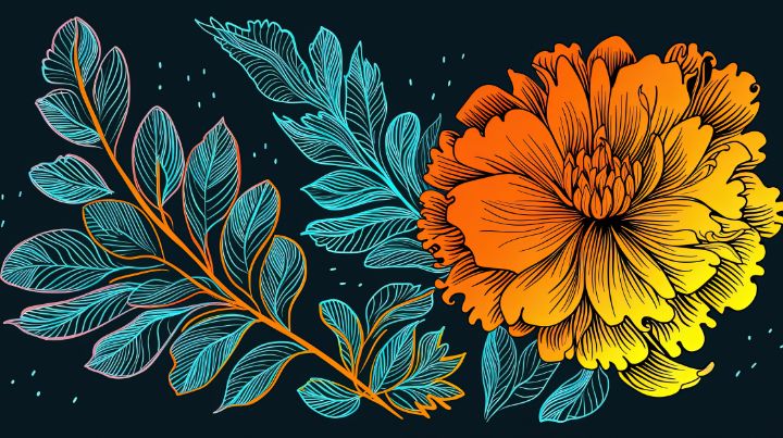 Marigold Colorful Line Art - graphiXperience - Drawings & Illustration ...
