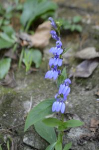 Nature - Photography