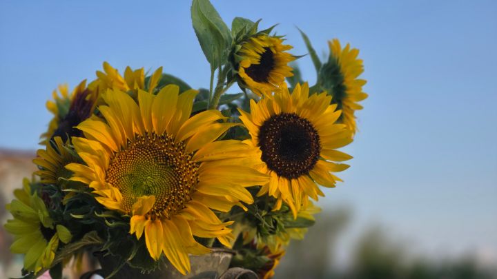 Falling sun - Rustic Revival - Photography, Flowers, Plants, & Trees ...