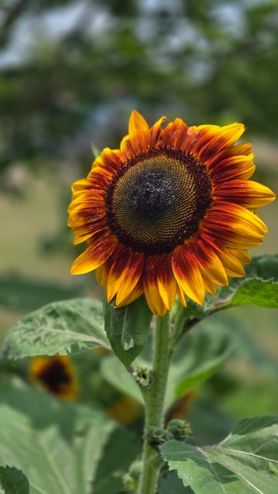 Fire starter - Rustic Revival - Photography, Flowers, Plants, & Trees ...