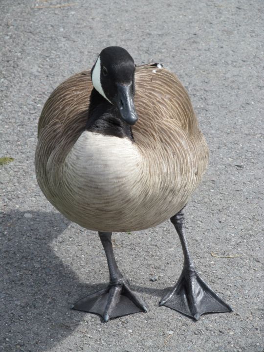 A Goose in Chicago - Anne Walter Photography - Photography, Animals ...