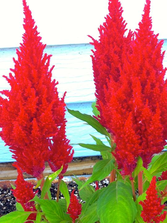 Pop of Colour - Annie Wasserman - Photography, Flowers, Plants, & Trees ...