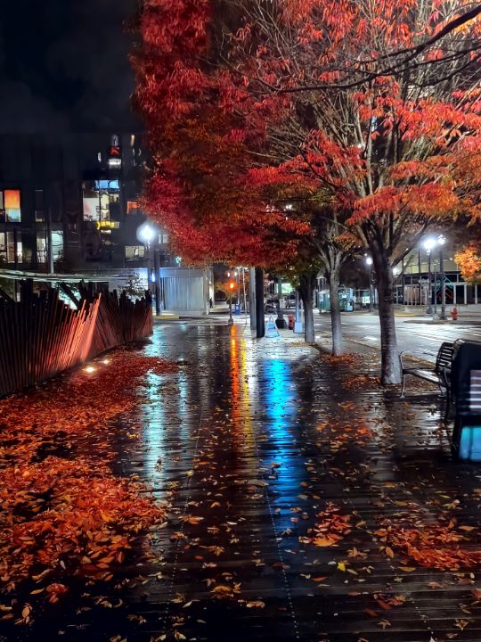 Portland Fall Pearl Night - Oregon Nature Inspired Artwork - Digital ...