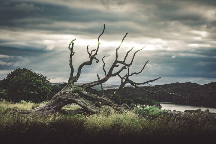 light on the dead tree - Ste Photography - Photography, Landscapes ...